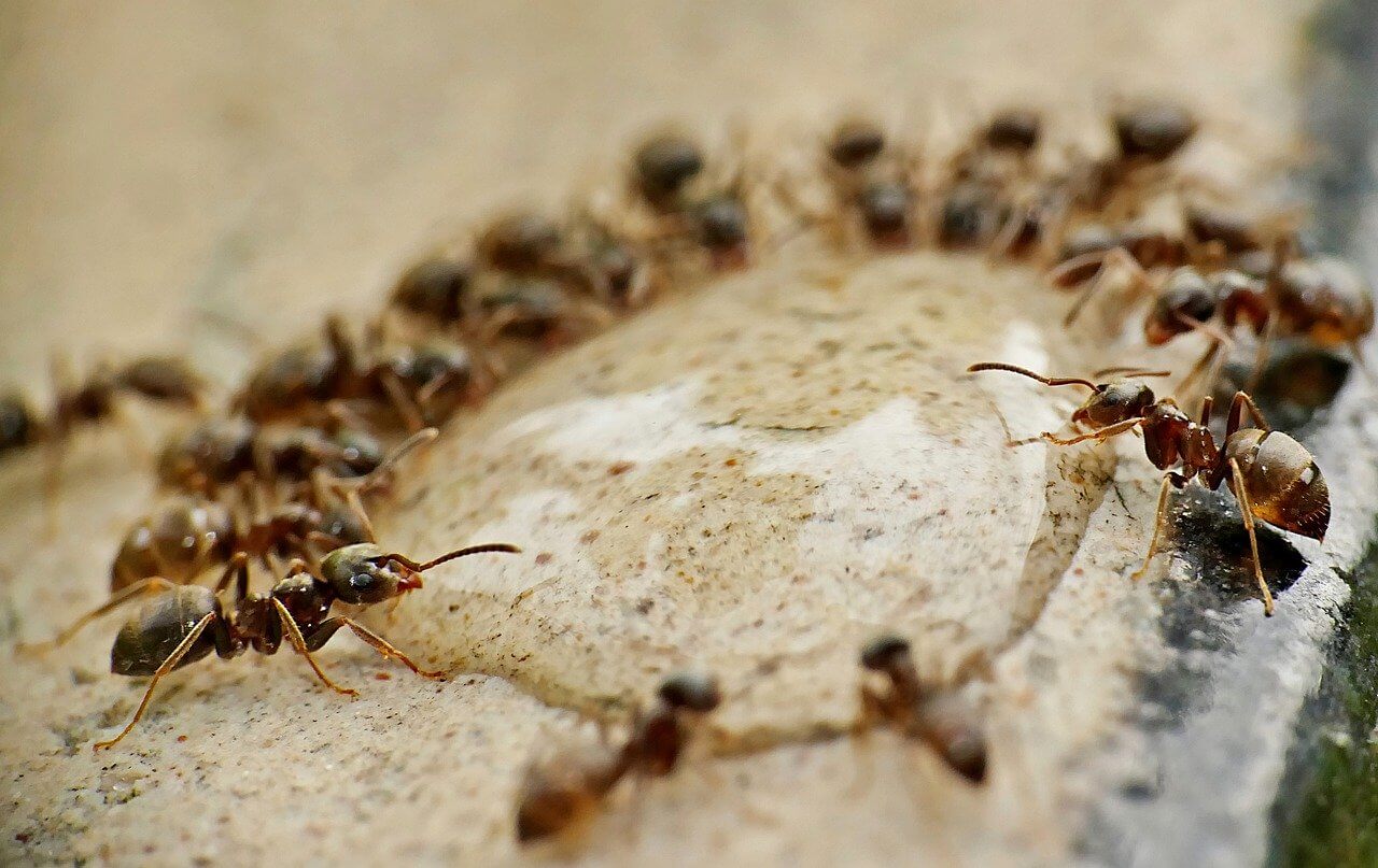 5 Simple and Effective Tips to Get Rid of Ants - Jamie Schaefer ...
